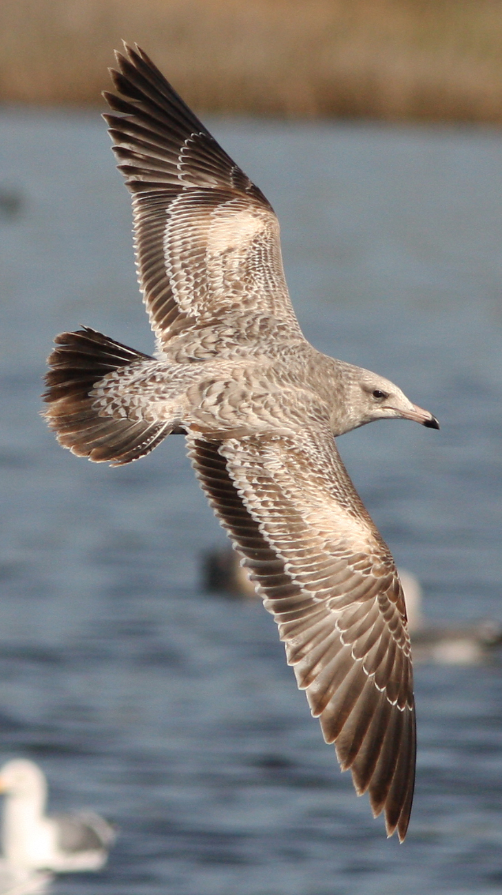 California Gull