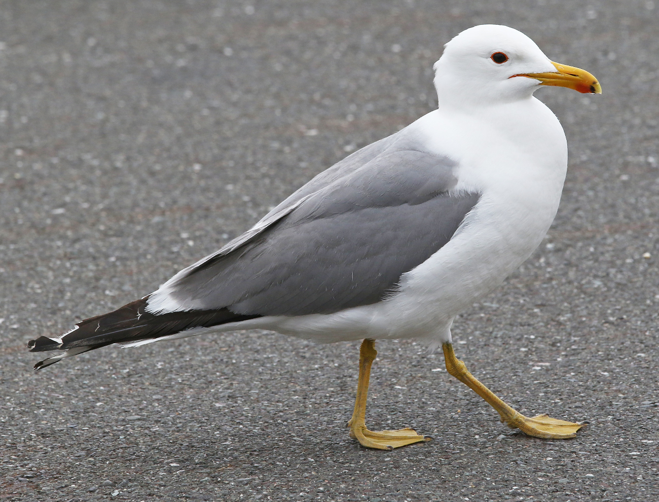 California Gull