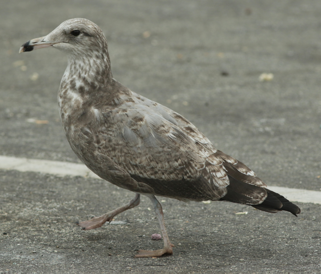California Gull