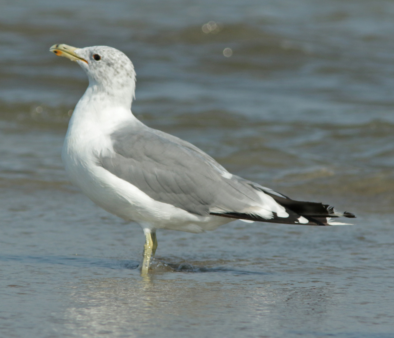 California Gull