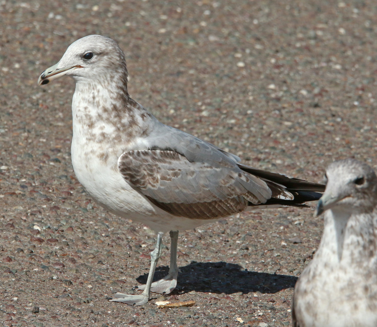 California Gull