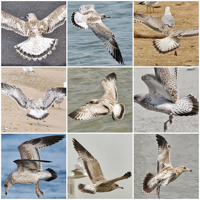 Ring-billed Gull delawarensis