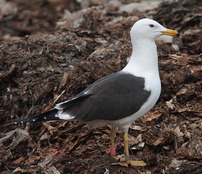 Larus fuscus