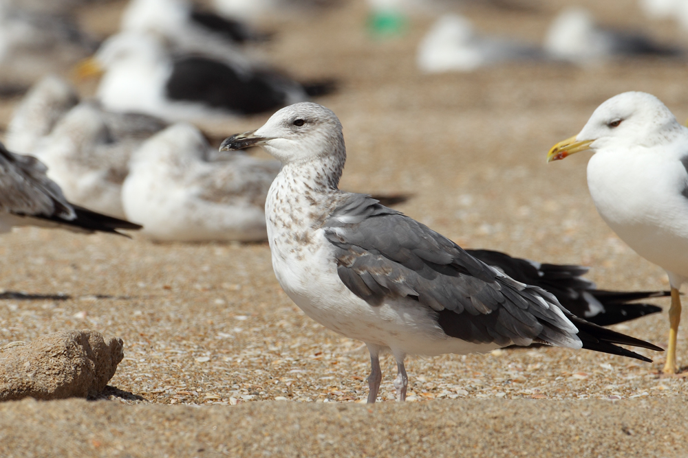 heuglin's gull