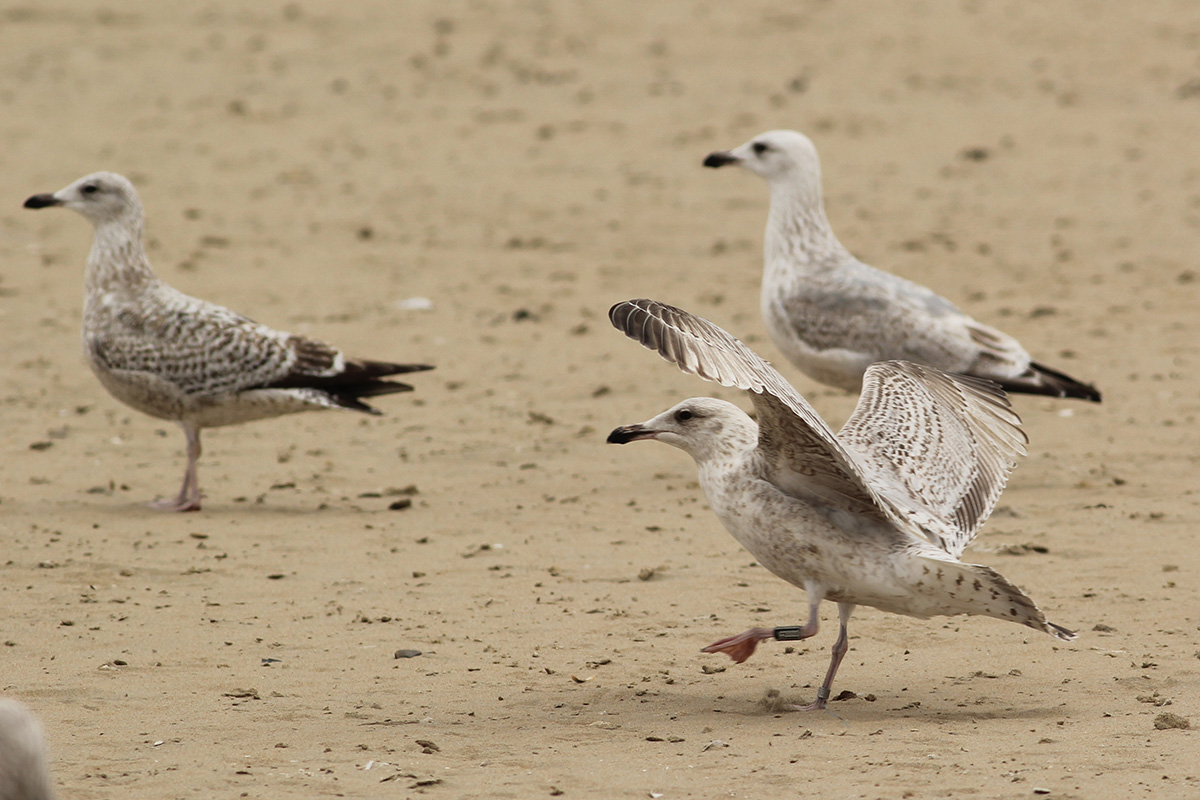 Gull Research Organisation