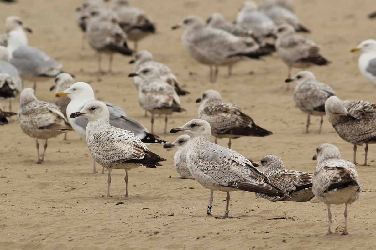 Gull Research Organisation