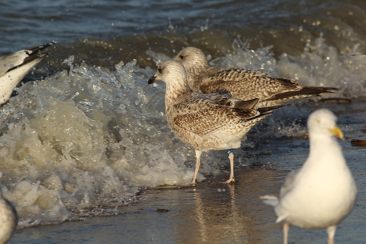 Gull Research Organisation