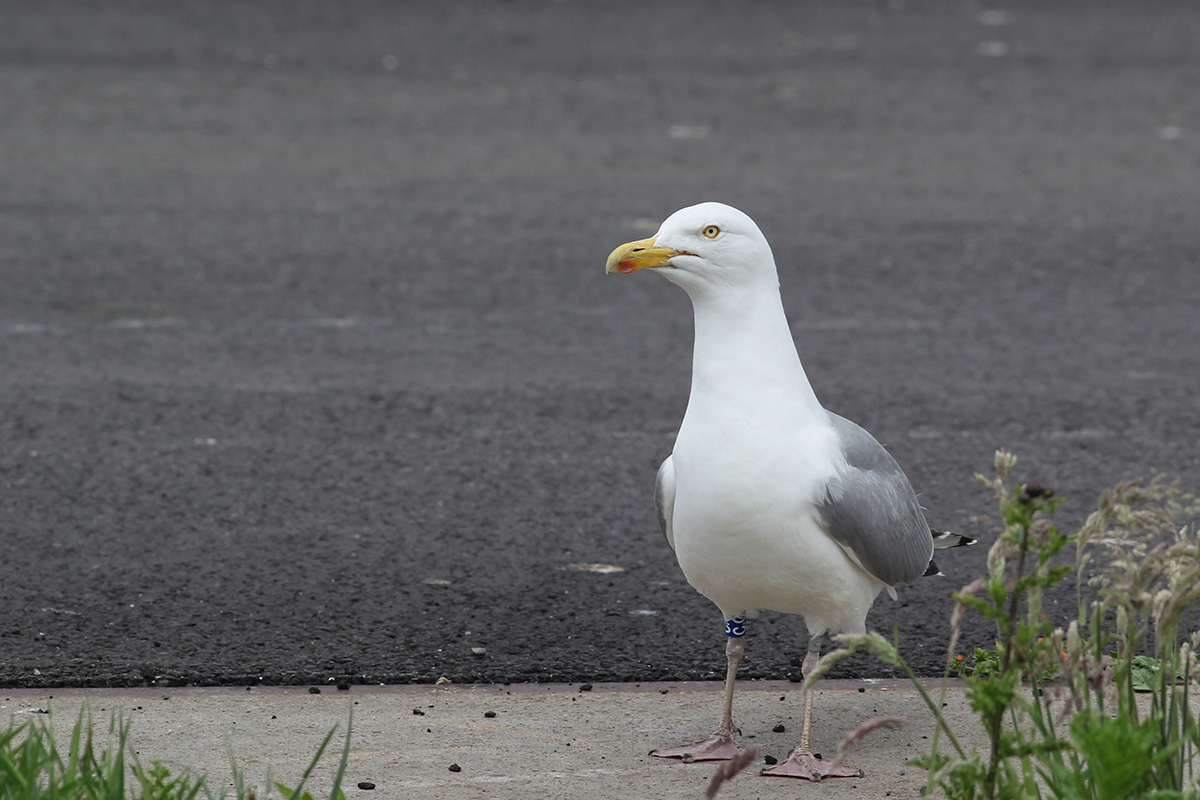 Gull Research Organisation