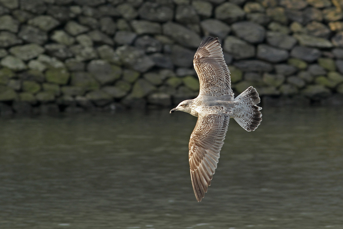 Gull Research Organisation