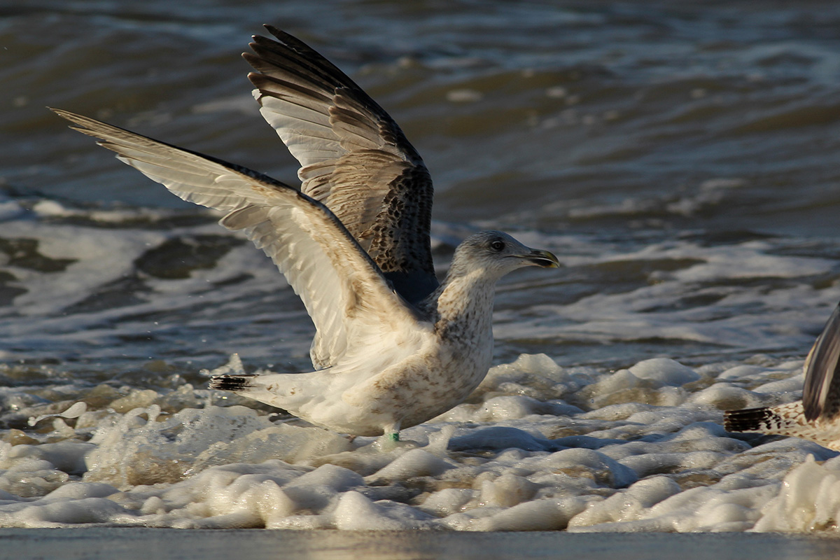 Gull Research Organisation
