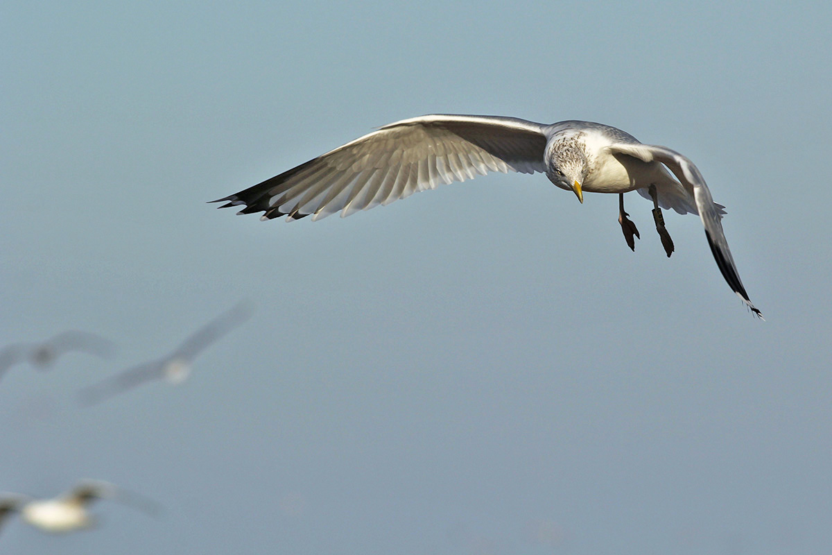 Gull Research Organisation