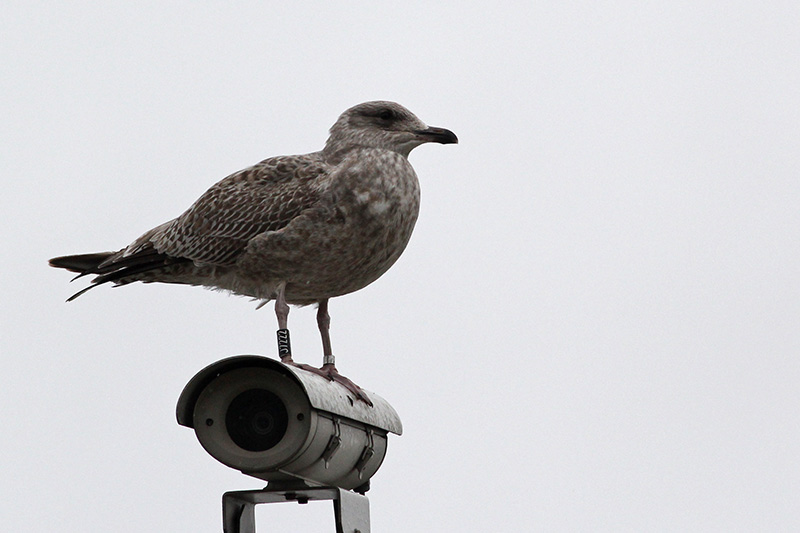 Gull Research Organisation