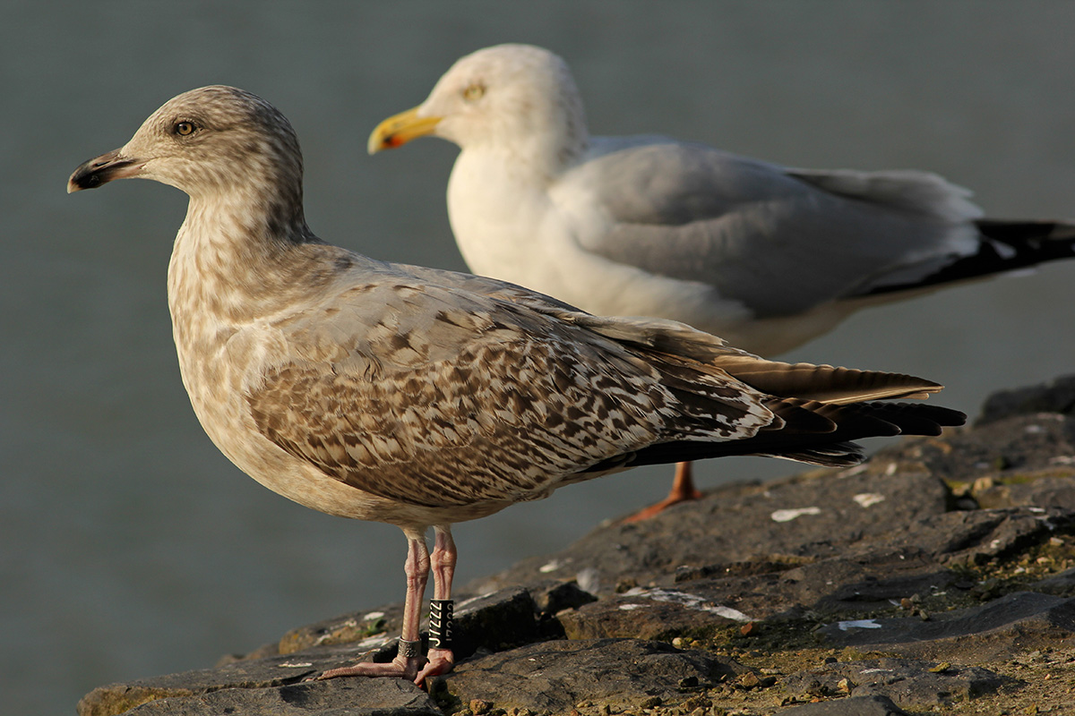 Gull Research Organisation