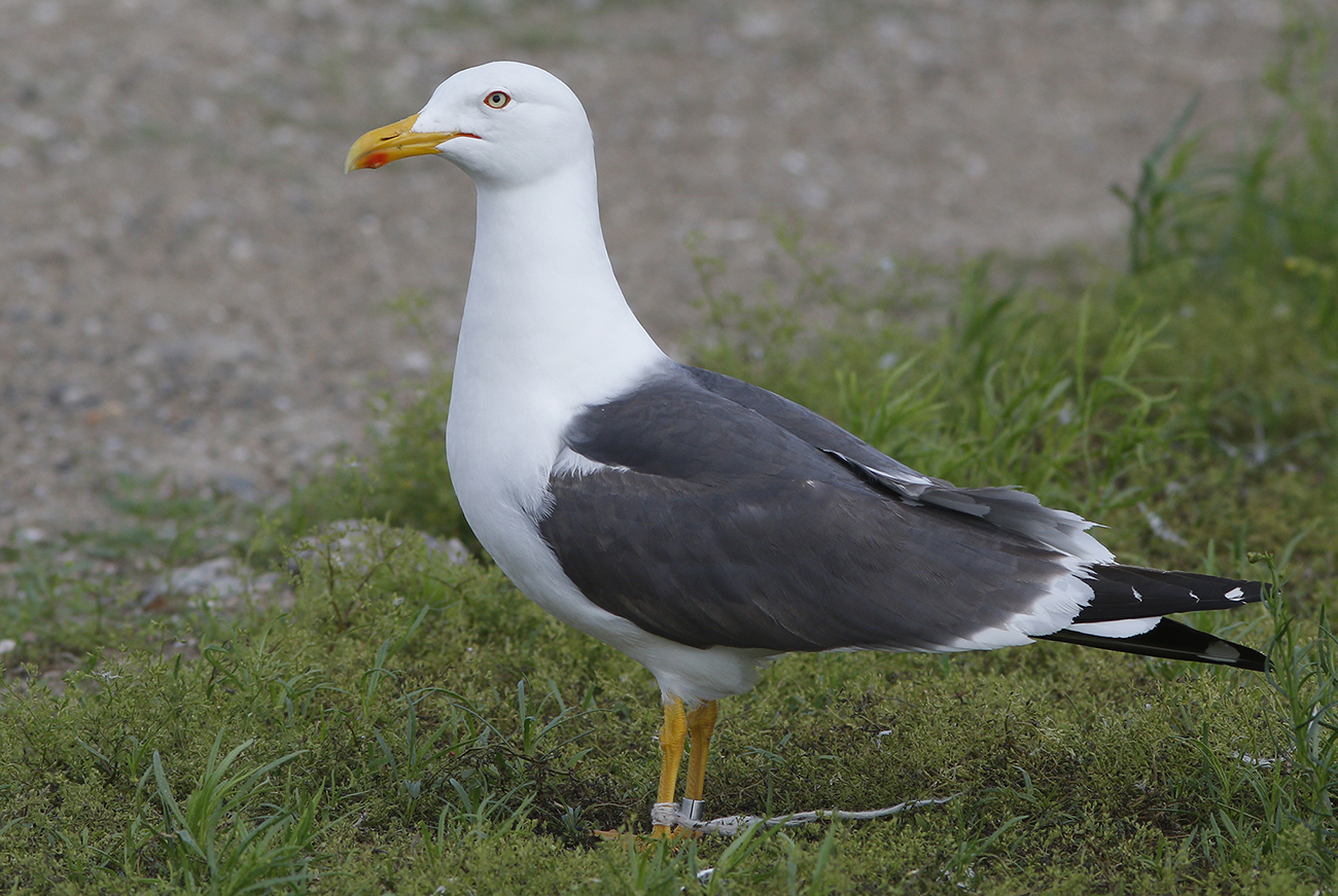 Gull Research Organisation