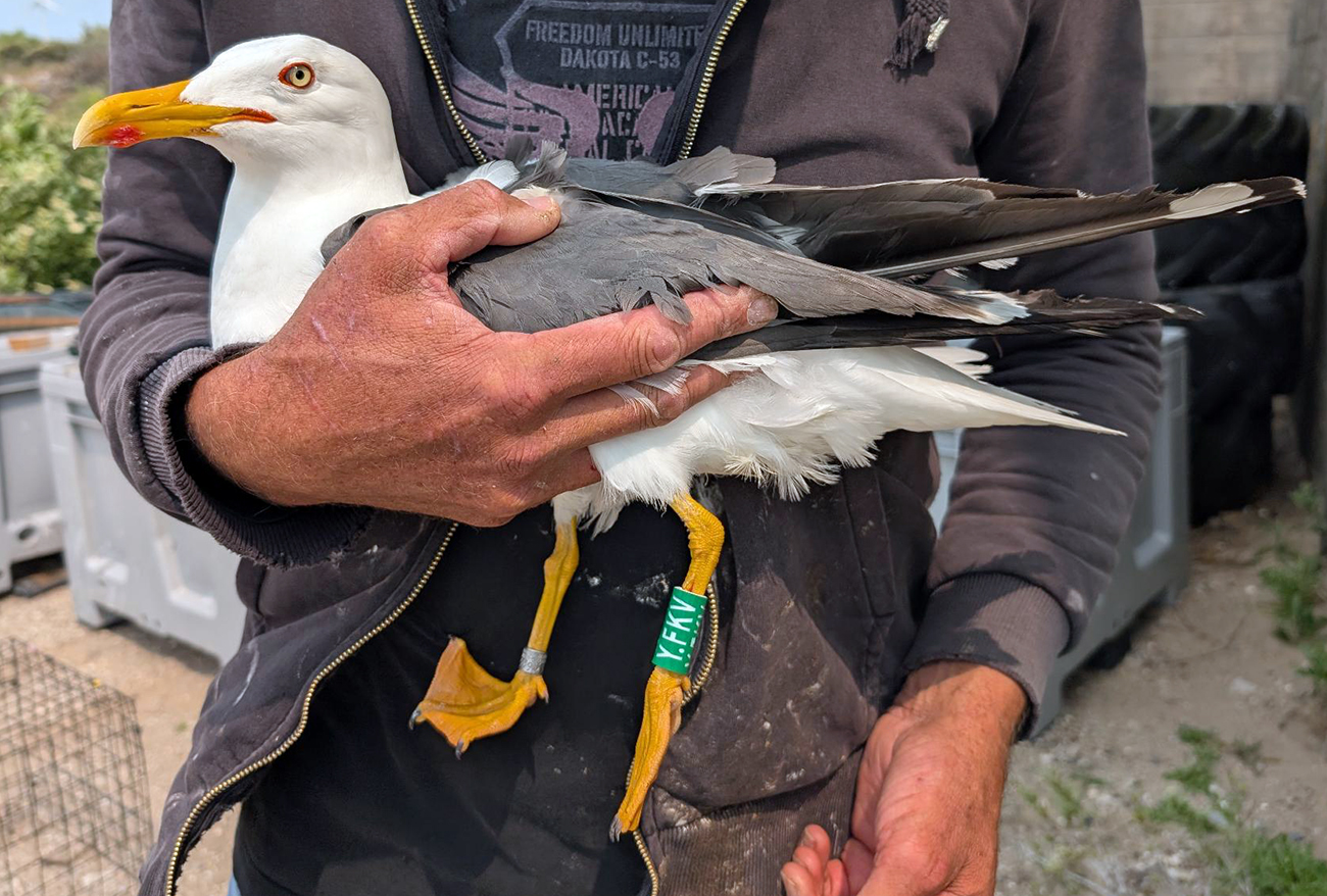 Gull Research Organisation