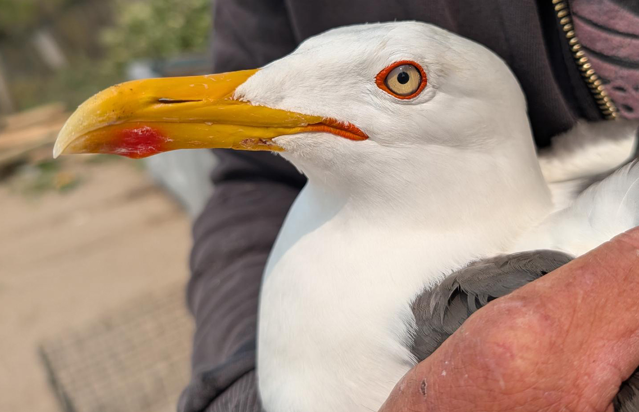 Gull Research Organisation