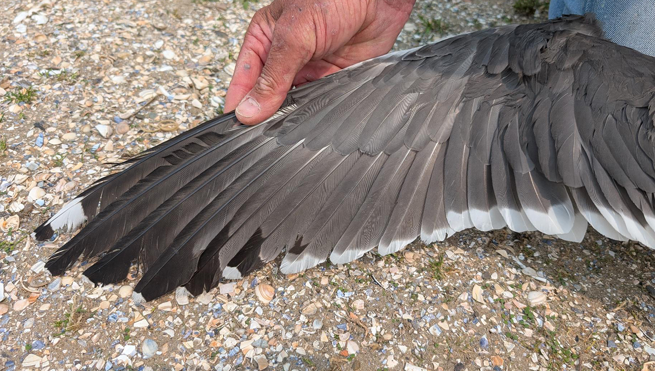 Gull Research Organisation