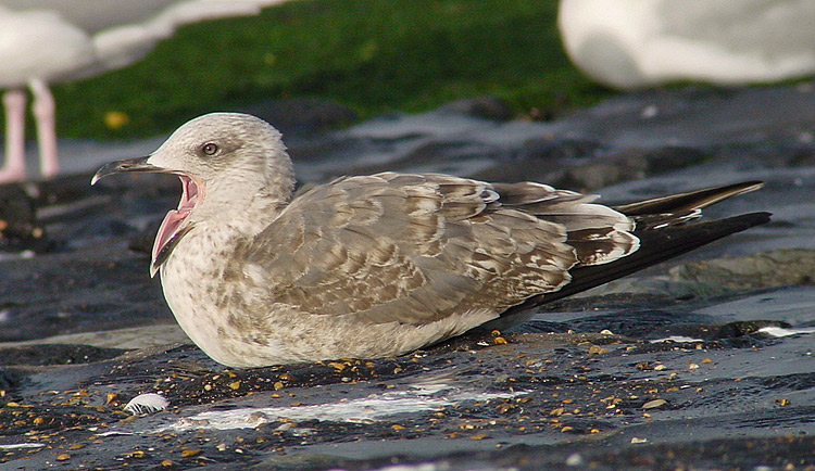 Lesser Black-backed Gull - graellsii & intermedius