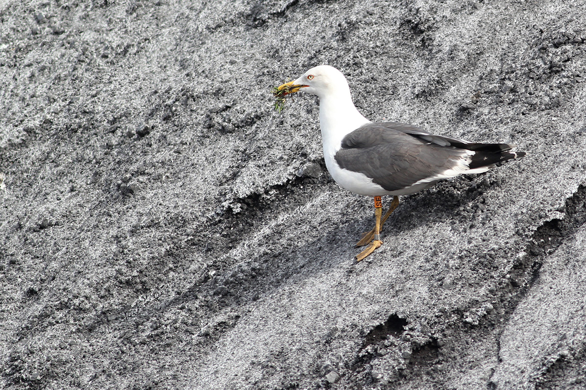 Lesser Black-backed Gull - graellsii & intermedius