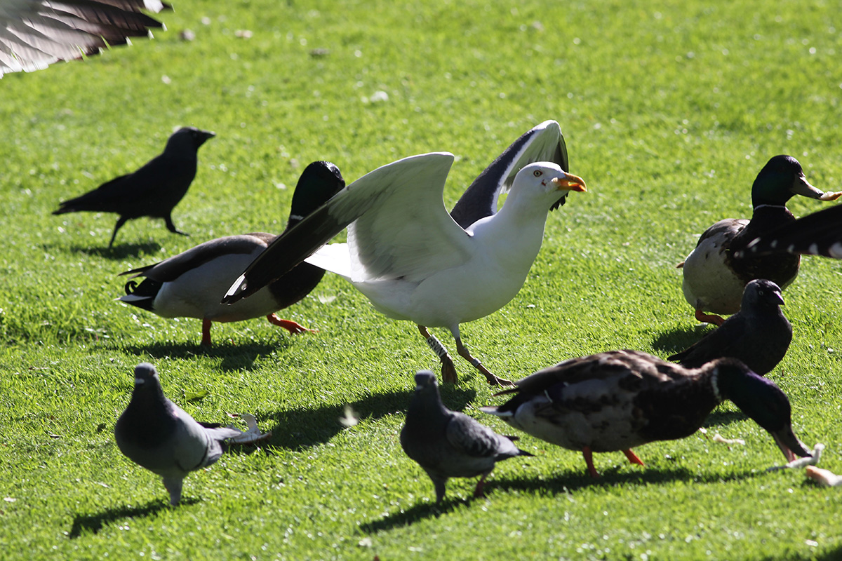 Lesser Black-backed Gull - graellsii & intermedius