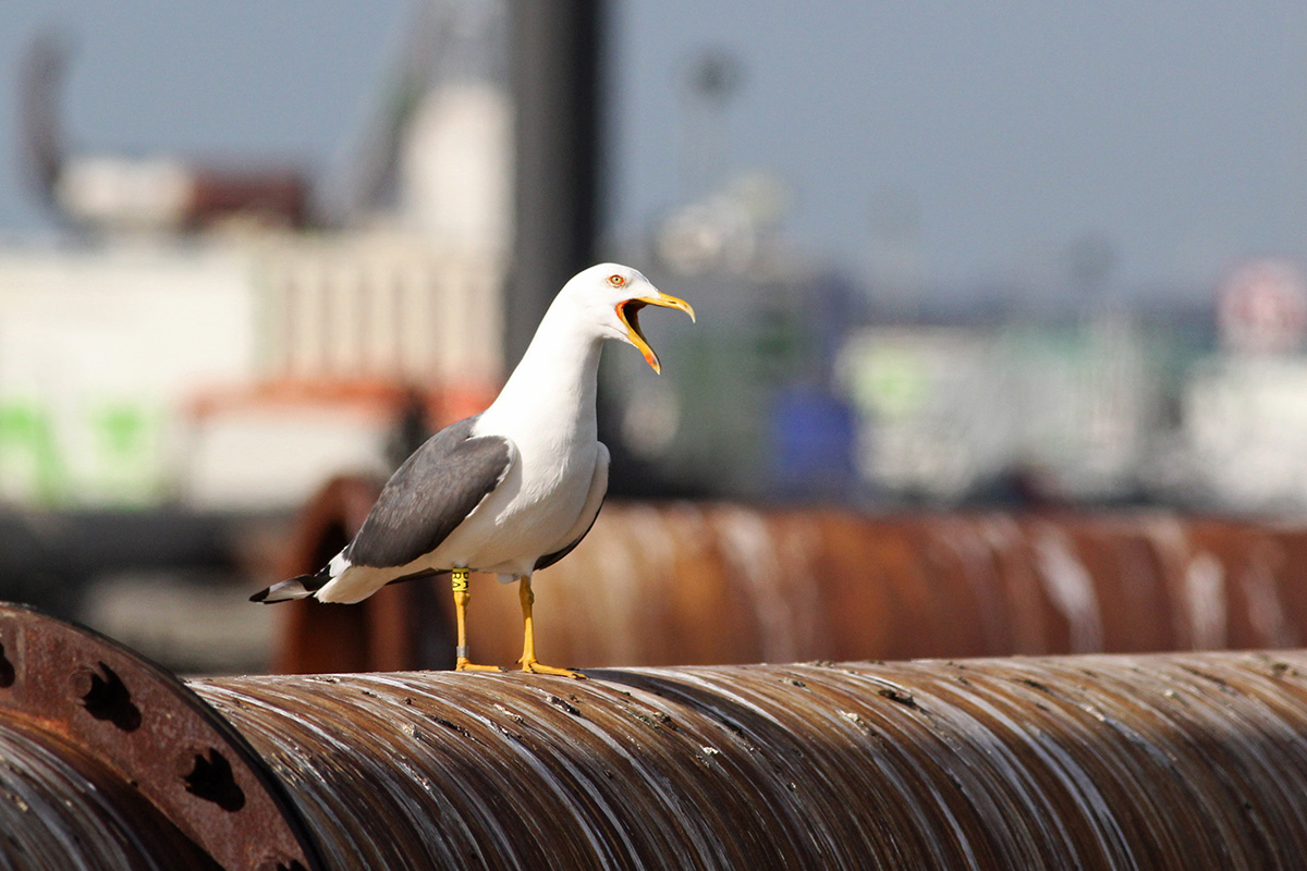 Lesser Black-backed Gull - graellsii & intermedius