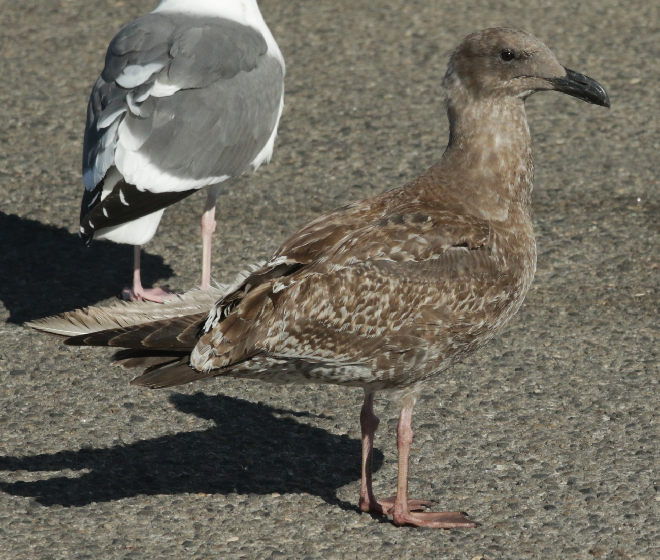 Western-Olympic-Glaucouswinged