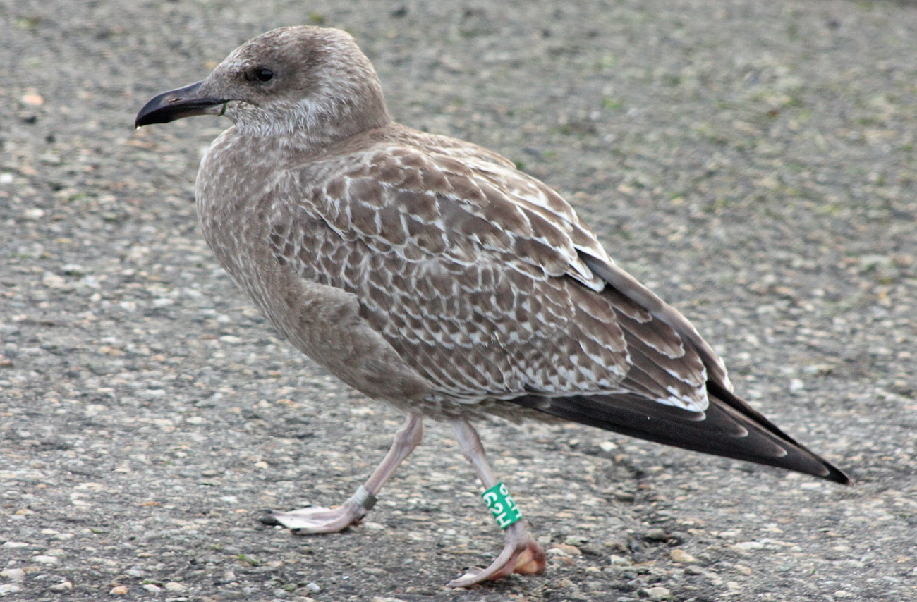 Gull Research Organisation